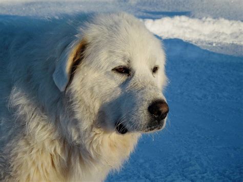 Grandes Pirineos Perro Canino Foto Gratis En Pixabay