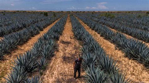 Tequila Israelí Agave Azul Resiste En Kibutz Atacado Por Hamás Rotativo