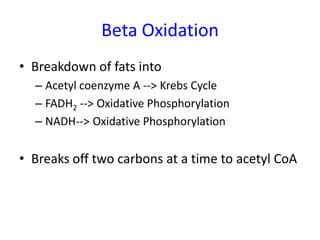 Beta Oxidation And Protein Catabolism Pptx