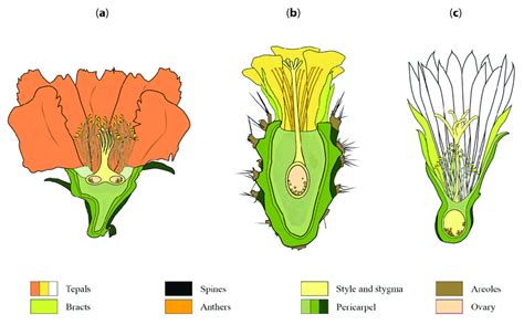 Schematic Representation Of Three Different Flowers Of Cactaceae