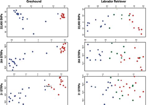 Strp Based Analysis Of Intra Breed Substructure Genetic Substructure Download Scientific