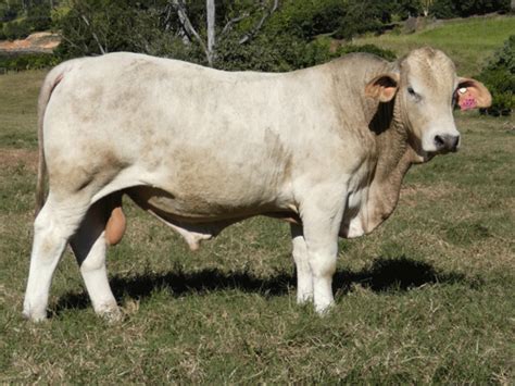 Lot 70 Kandanga Valley Troupa Auctionsplus