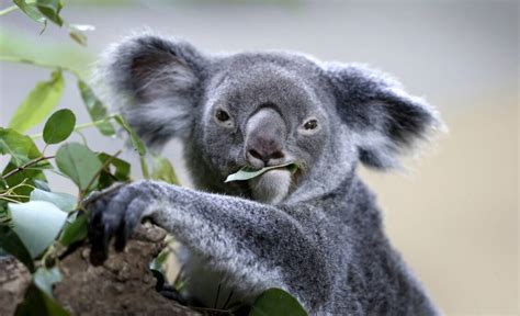Male Koalas Make Noise And Spread Out When Seeking Sex Research Shows