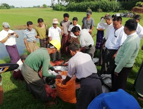 မာန်အောင်မြို့နယ် ခအုန်းမော်ရွာသစ်ကျေးရွာရှိ Rs To Cs မျိုးစေ့ထုတ်စပါးစိုက်ခင်းအား ဓါတ်မြေသ