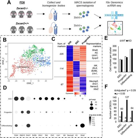 ScRNA Seq Analysis Of ZSCAN Deficient Pup Spermatogonia A Schematic Download Scientific