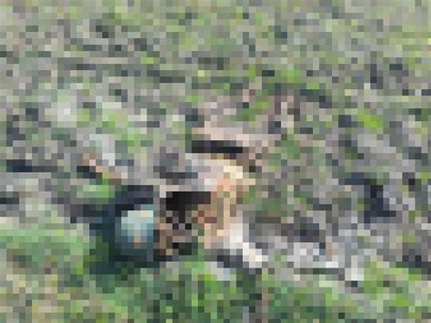 ရမ်းဗြဲတိုက်ပွဲအတွင်း အကြမ်းဖက်စစ်ကောင်စီအဖွဲ့မှ ဗိုလ်ကြီး ၁ ဦးအပါအဝင် ၃ ဦး အစာငတ်၍ ကိုယ့်ကိုယ