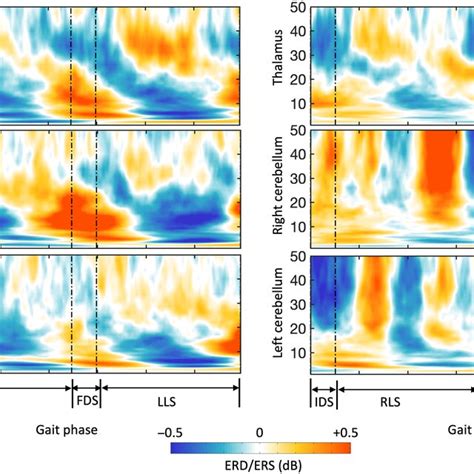 Event‐related Desynchronizationsynchronization Erders In Different