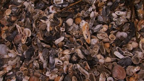 Close Up Photography Capturing The Details Of Shells Opg Craft And Hobby