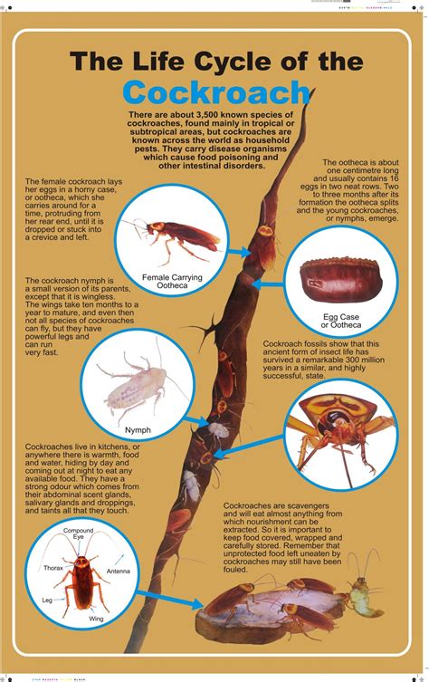 The Life Cycle Of Cockroach West African Book Publishers Limited