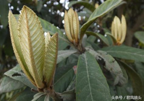 枇杷葉清肺止咳降逆止嘔是良藥 每日頭條