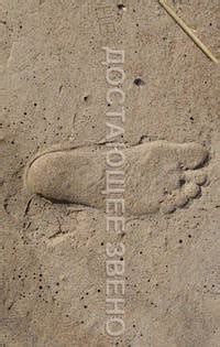 Достающее звено - Антропогенез.РУ