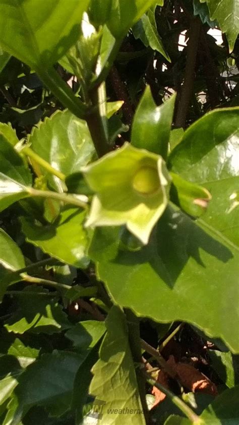 マイハイビスカスの花が咲き終わった状 鹿児島県鹿児島市 紫の雲 ウェザーニュース