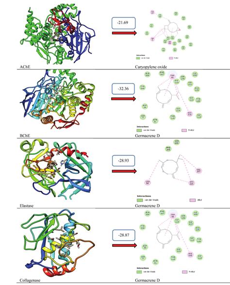 Ribbon Representation Of The Active Site Pocket Enzymes With The Bound