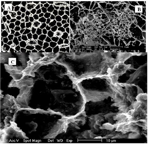 Example Of Cellular The Honeycomb Microstructure Within Clay