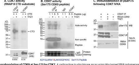 Figure 1 From Cyclin Dependent Kinase 7 Cdk7 Mediated Phosphorylation