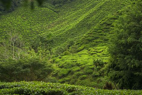 말레이시아 카메론 고원의 차 농장 풍경 녹차 정원 산맥 생태 차 정원 아삼 차 정원 수확 전에 차 차 농장 테라스와 질감 0명에 대한 스톡 사진 및 기타 이미지 Istock