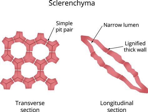 Simple Permanent Tissue — Lesson Science Cbse Class 9