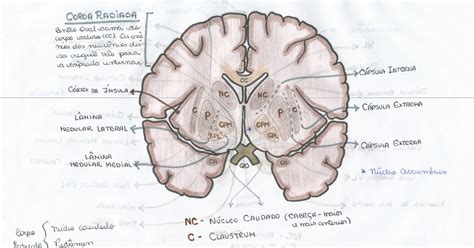 Rabiscos Infundados Telencéfalo Corte Coronal Anterior Núcleos Da Base