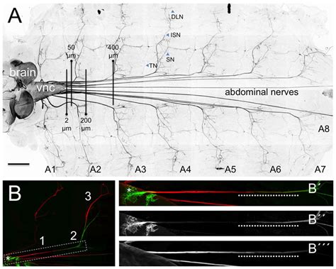 Figure 4 From Axonal Wrapping In The Drosophila Pns Is Controlled By Glia Derived Neuregulin