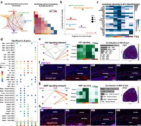 Intercellular Crosstalk Signaling Networks Regulating Enthesis