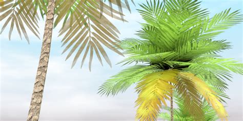 Palm Trees Low Poly Game Assets Blender Market