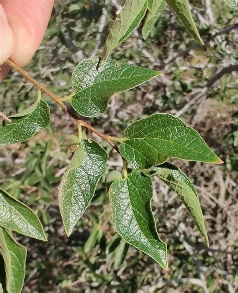 Hackberry Tree Edible At Palmer Ellerbee Blog