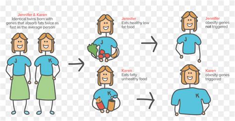 Flowchart Of Two Twins Demonstrating How Their Environment Genes And