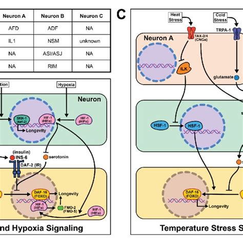 The Intersection Of Cell Non Autonomous Signaling And Aging In Mammals Download Scientific