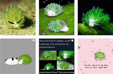 10 Leaf Sheep Facts [the Most Adorable Sea Slug] Uniguide