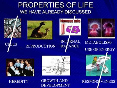 Cellular Respiration Notes Ppt