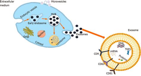 Exosome Biogenesis Exosome Biogenesis Starts With Budding Into Early