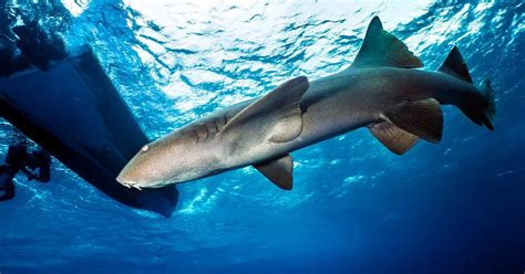 Стурбованість збільшенням полювання на акул в Сан Андрес Infobae