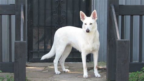 A Walk In The Park White German Shepherd Trillian And Donners Playtime Fun Youtube