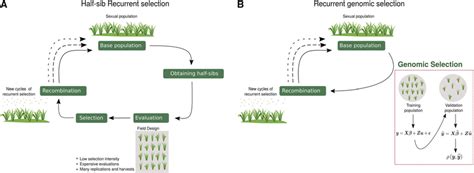 Forage Breeding Program In A A Recurrent Phenotypic Selection B Download Scientific