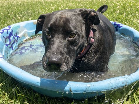 No Diving Album On Imgur