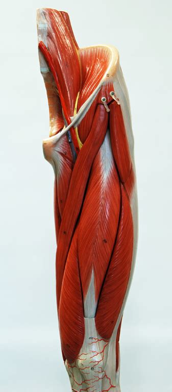 Apph 3754 Lab Practical 18 Diagram Quizlet