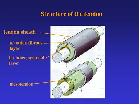 Muscle Muscle Tissue Tendons Ppt Download