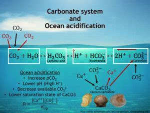 Chemistry Behind Ocean Acidification Furman Greenbelt Sustainable