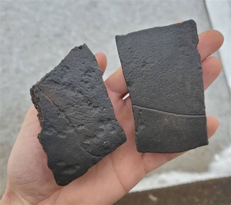 2 Chunky Fossilized Turtle Shell Sections Florida Fossil Pleistocene Highly Mineralized Etsy