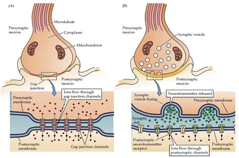 A Chemical Synapse
