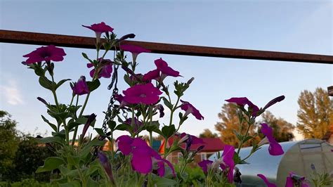 11 июля 2020г С днём рождения Петя Youtube