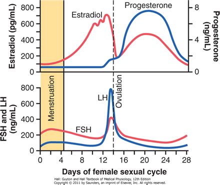 Human Phys Block Ch Female Sex Flashcards Quizlet