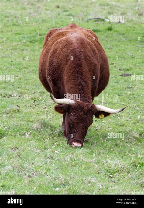 Rare Breed Red Ruby Devon Cattle At Kingston Lacy Estate Dorset Uk In