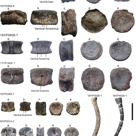 Vertebrae And Ribs Of Pliosauroid Materials From Yunyang A In Dorsal