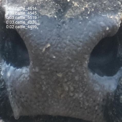 Github S4ki3f Cattle Identification Using Yolov8