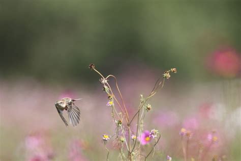ノビタキ探し カミヤンの野鳥観察録