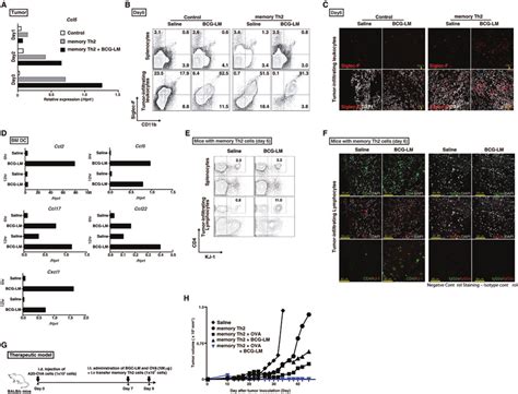 Bcg Lm Enhanced Memory T H 2 Cell Induced Anti Tumor Activity A B