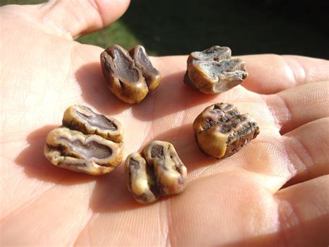 Five Top Quality Colorful Manatee Teeth Recently Sold Fossils