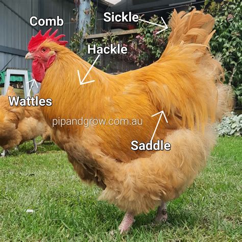 Hen Or Rooster Chicken Sexing Tips Pip Grow