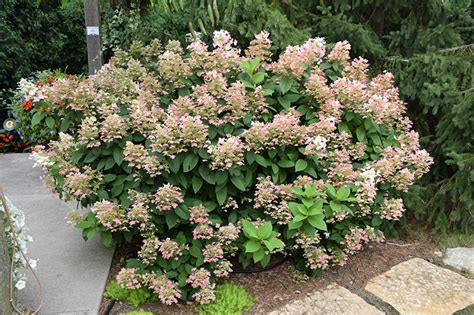 Little Quick Fire Hydrangea Hydrangea Paniculata Smhplqf In